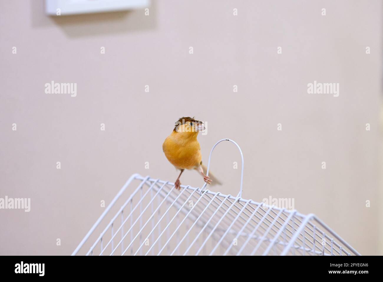 little yellow canary bird standing on cage looking in camera Stock ...