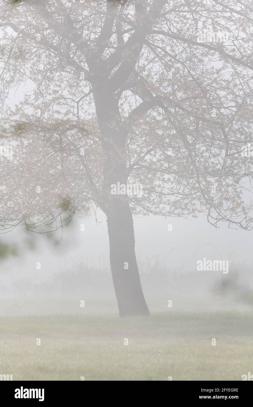 Tree in the mist Stock Photo - Alamy