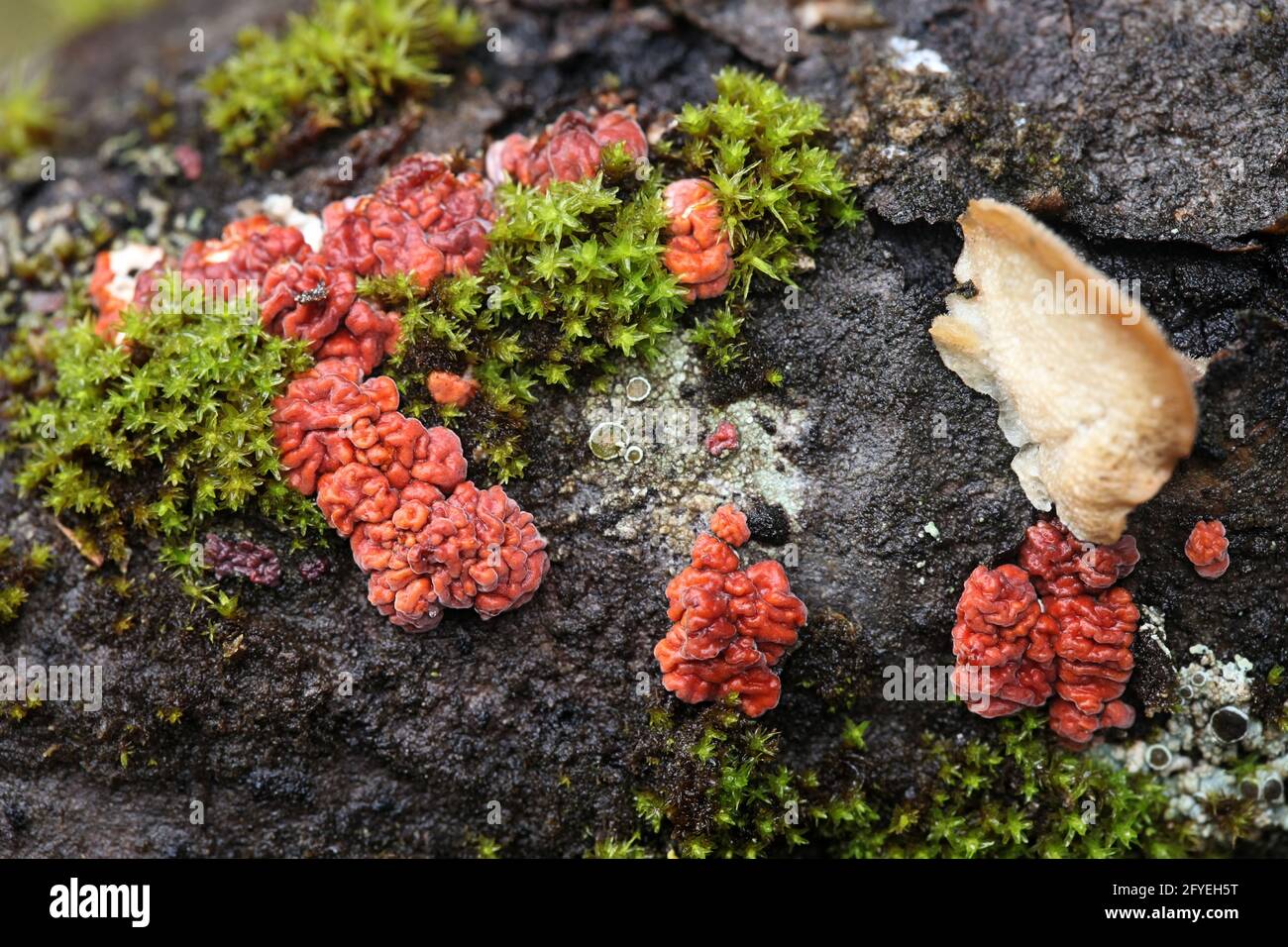 Red Tree Brain Fungus High Resolution Stock Photography and Images - Alamy
