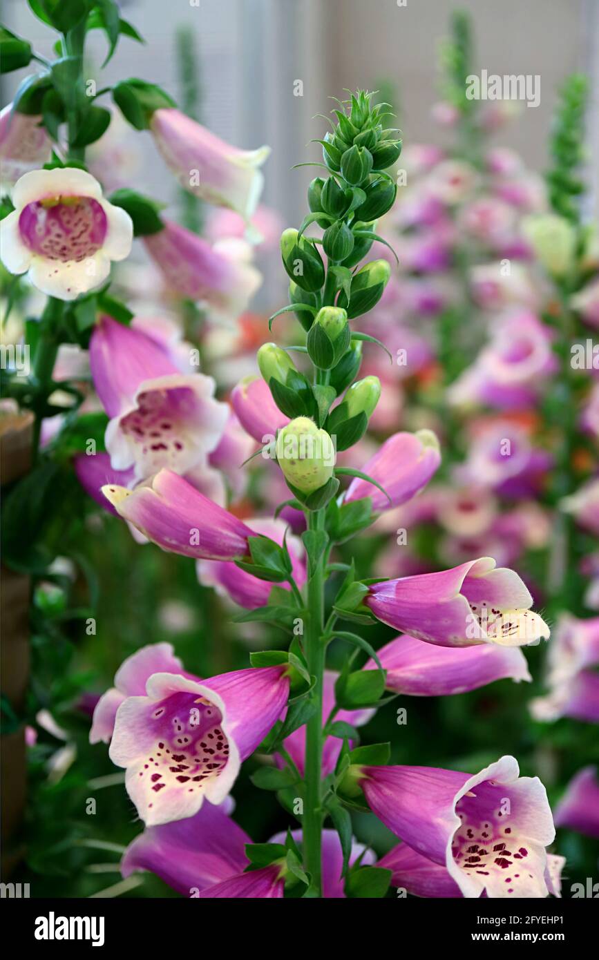 Foxglove closeup image hi-res stock photography and images - Alamy