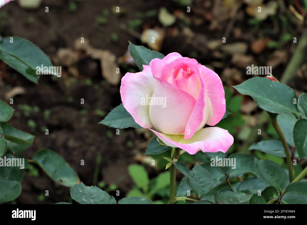Lonely flower on blurred background hi-res stock photography and images ...