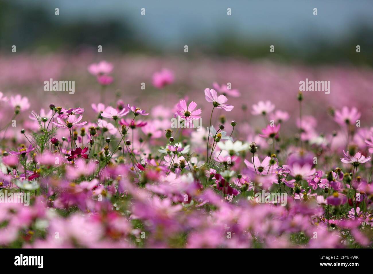 Purple cosmos hi-res stock photography and images - Alamy