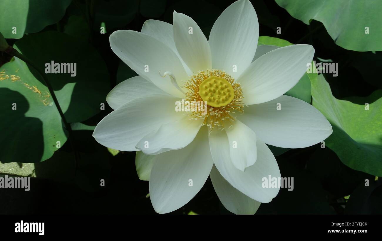 Beautiful white lotus flower in the water Stock Photo - Alamy