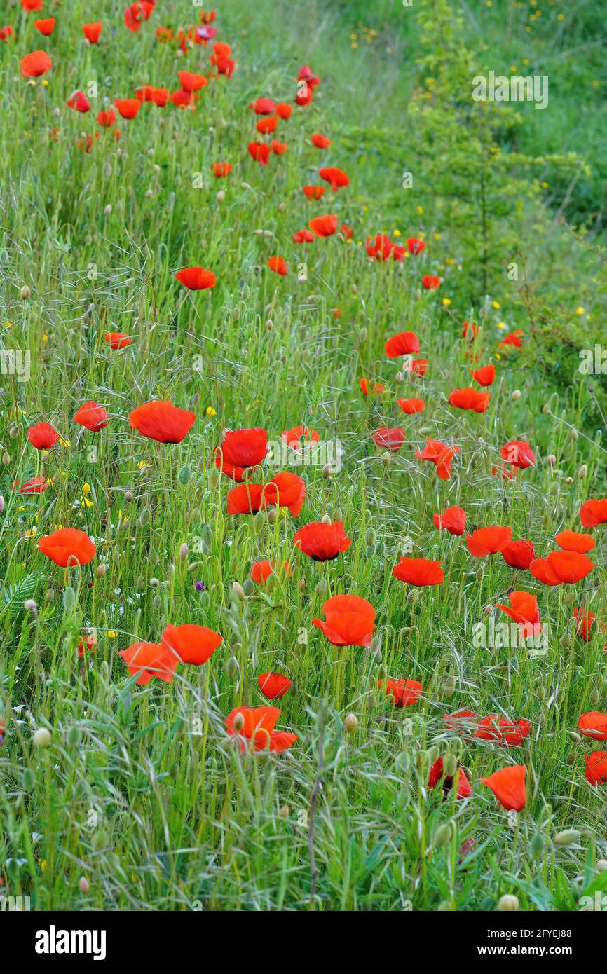 Vertical shot of a large field of red Flanders poppies, Papaver rhoeas ...