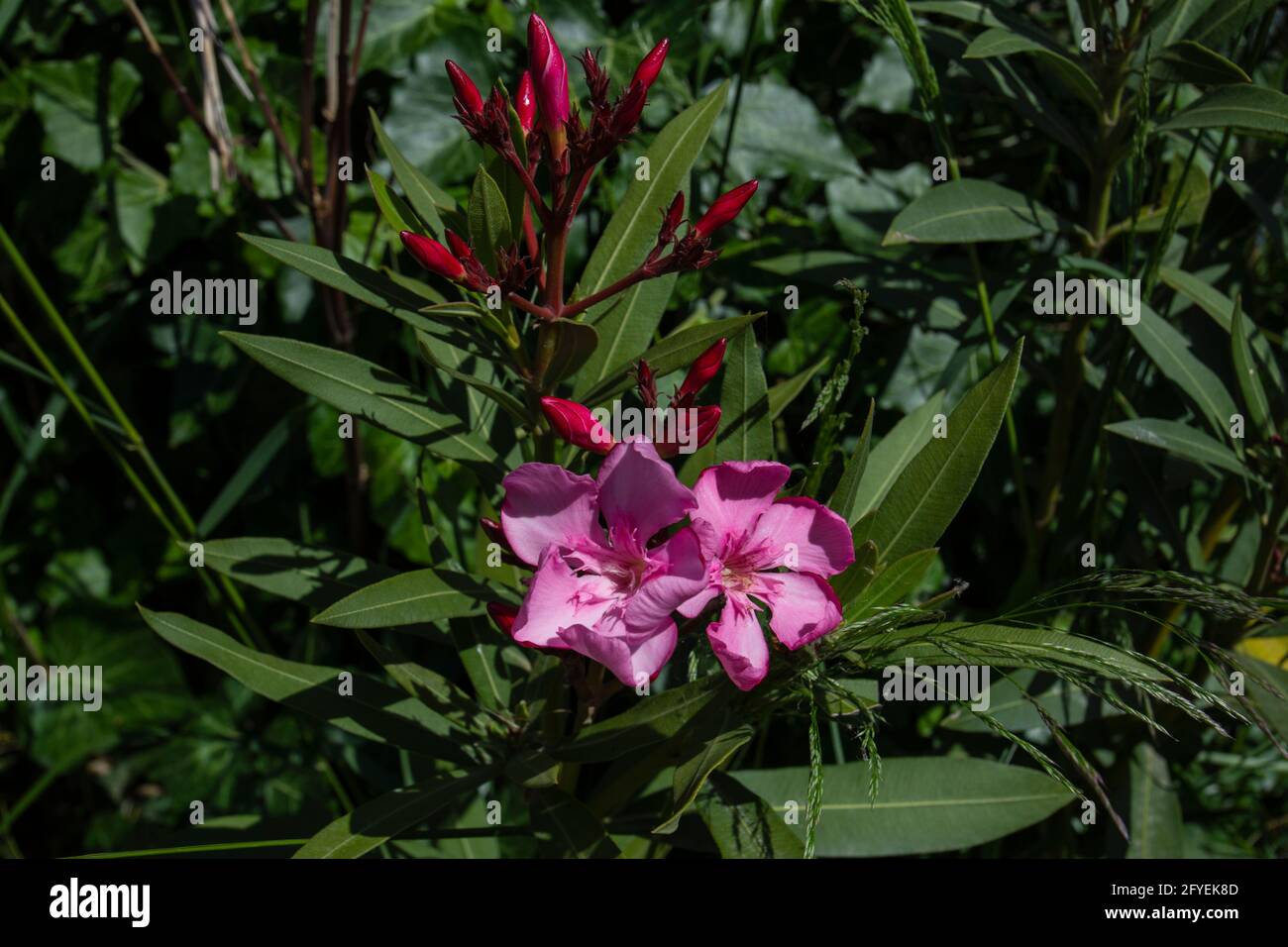 Temperate floral plants hi-res stock photography and images - Alamy
