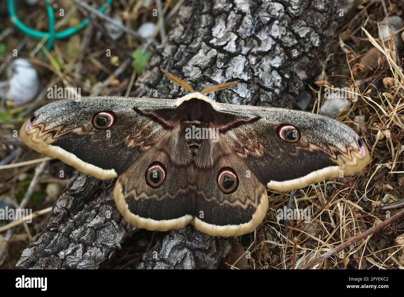 Close-up shot of a large European moth, Saturnia pyri on the ground ...