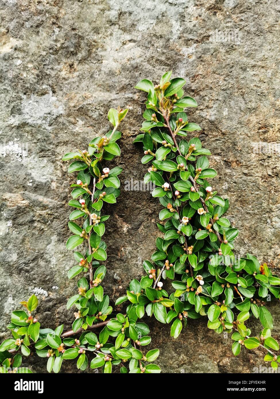 Crawling on grass blossom hi-res stock photography and images - Alamy