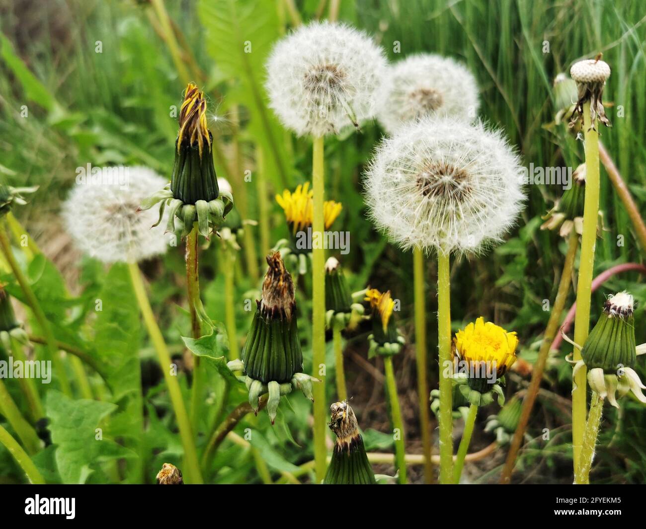 Selective focus shot of dandelion flowering plants growing in the ...