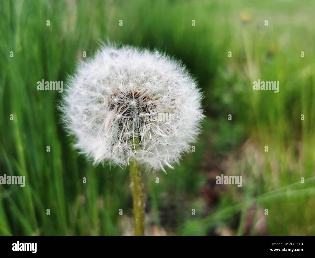 Selective focus shot of a dandelion flowering plant growing in the ...