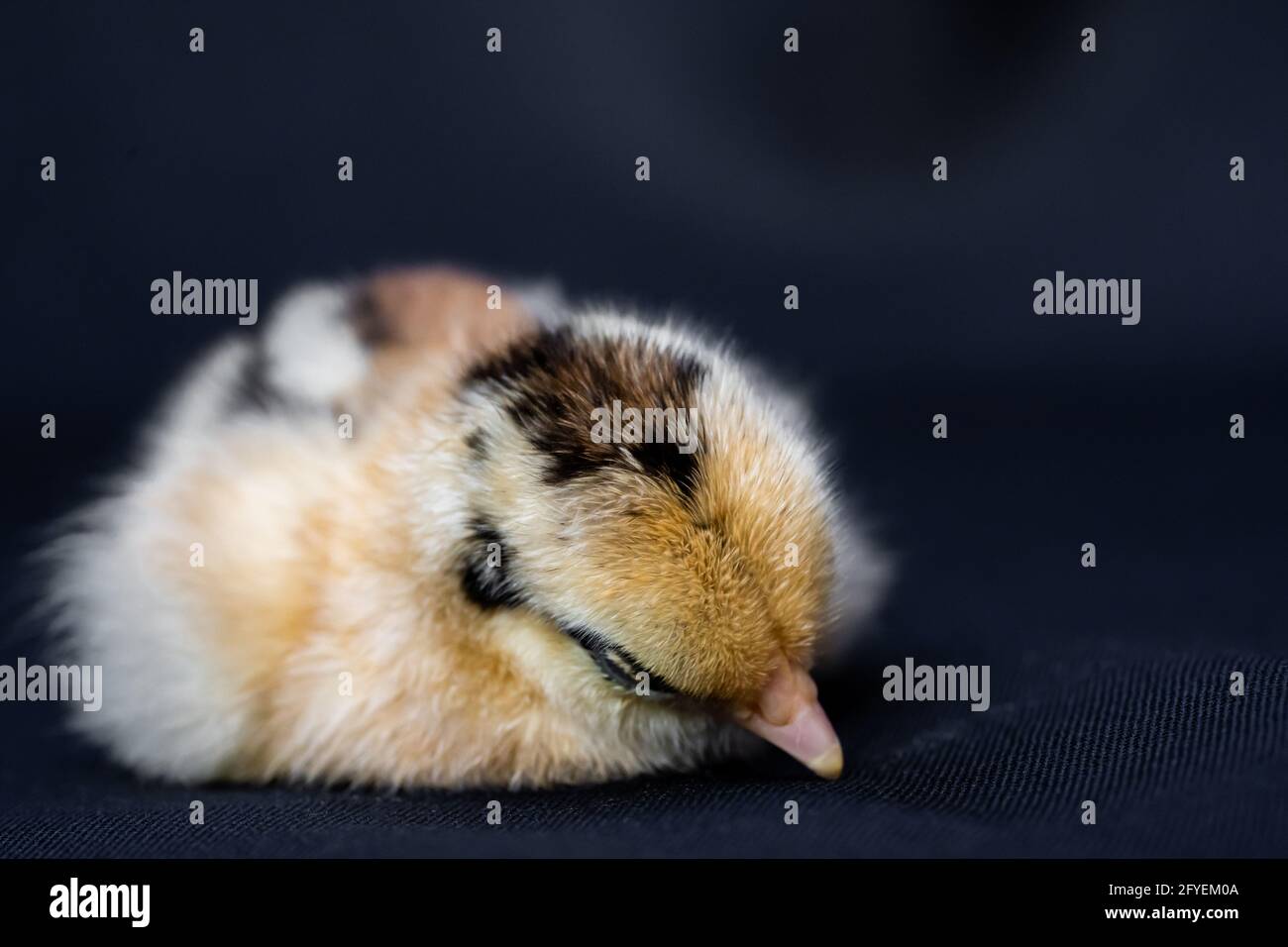 White Cochin Bantam High Resolution Stock Photography and Images - Alamy