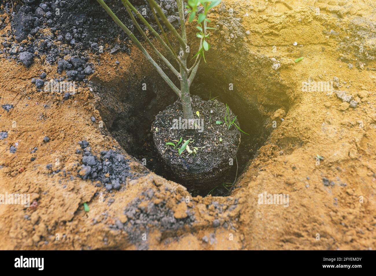 Young tree seedlings. Planting a tree in the ground. Gardening, ecology ...