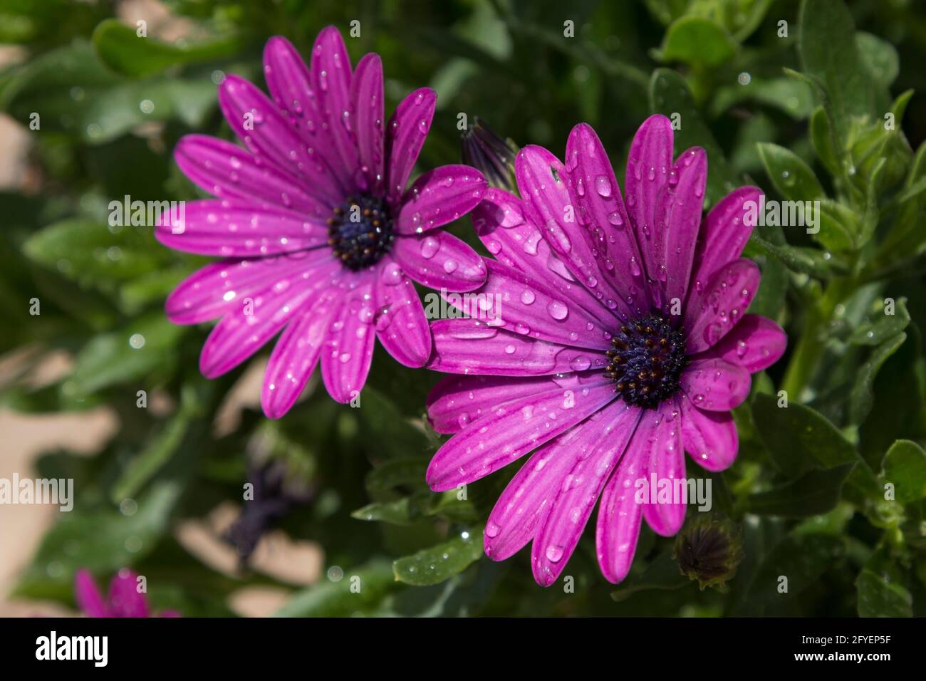 Two purple dimorphotheca (dimorphotheca) flowers wet from rain Stock ...
