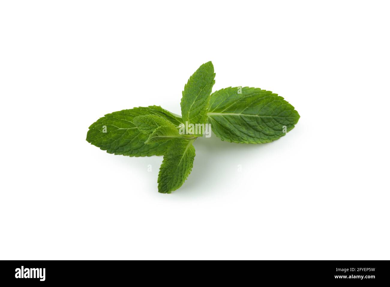Fresh green mint isolated on white background Stock Photo - Alamy