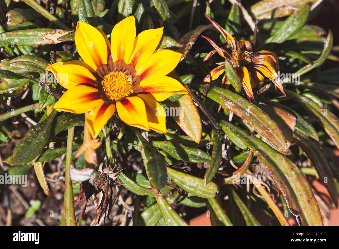 Yellow gazania flower among its leaves in a garden Stock Photo - Alamy