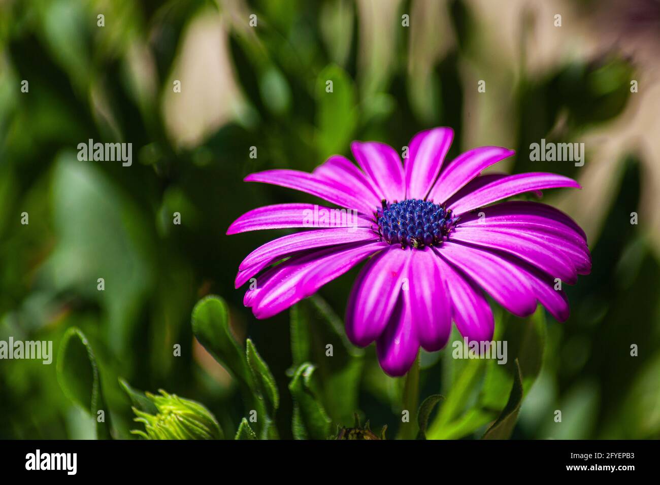 Purple dimorphic (dimorphotheca) flower with open petals Stock Photo ...