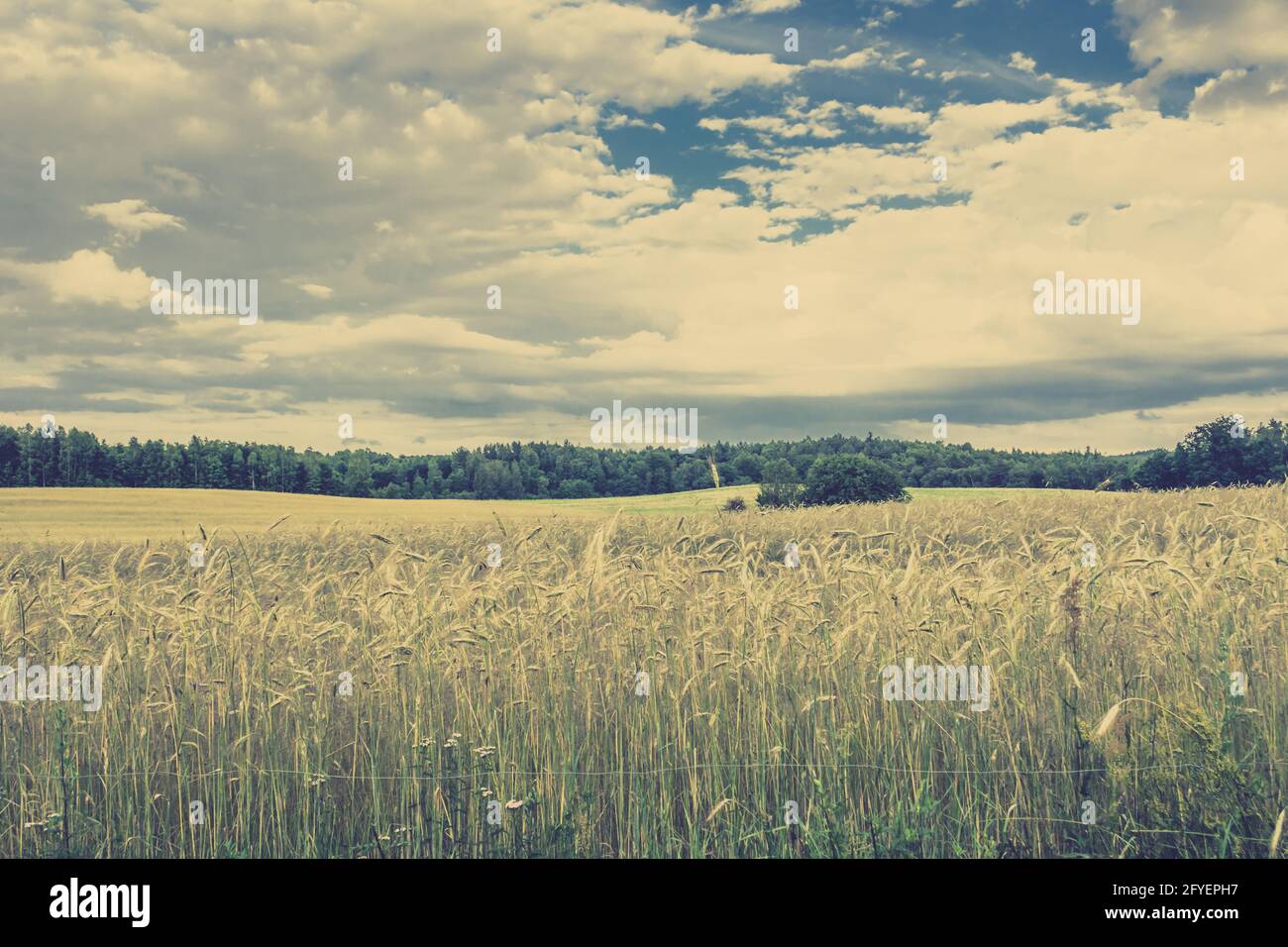 Landscape of farmland and crops on field, wheat ready to harvest Stock ...