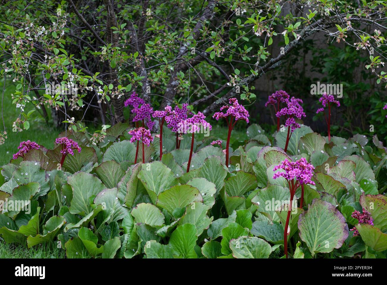 Bergenia cordifolia, elephants ears flowering in early spring Stock ...