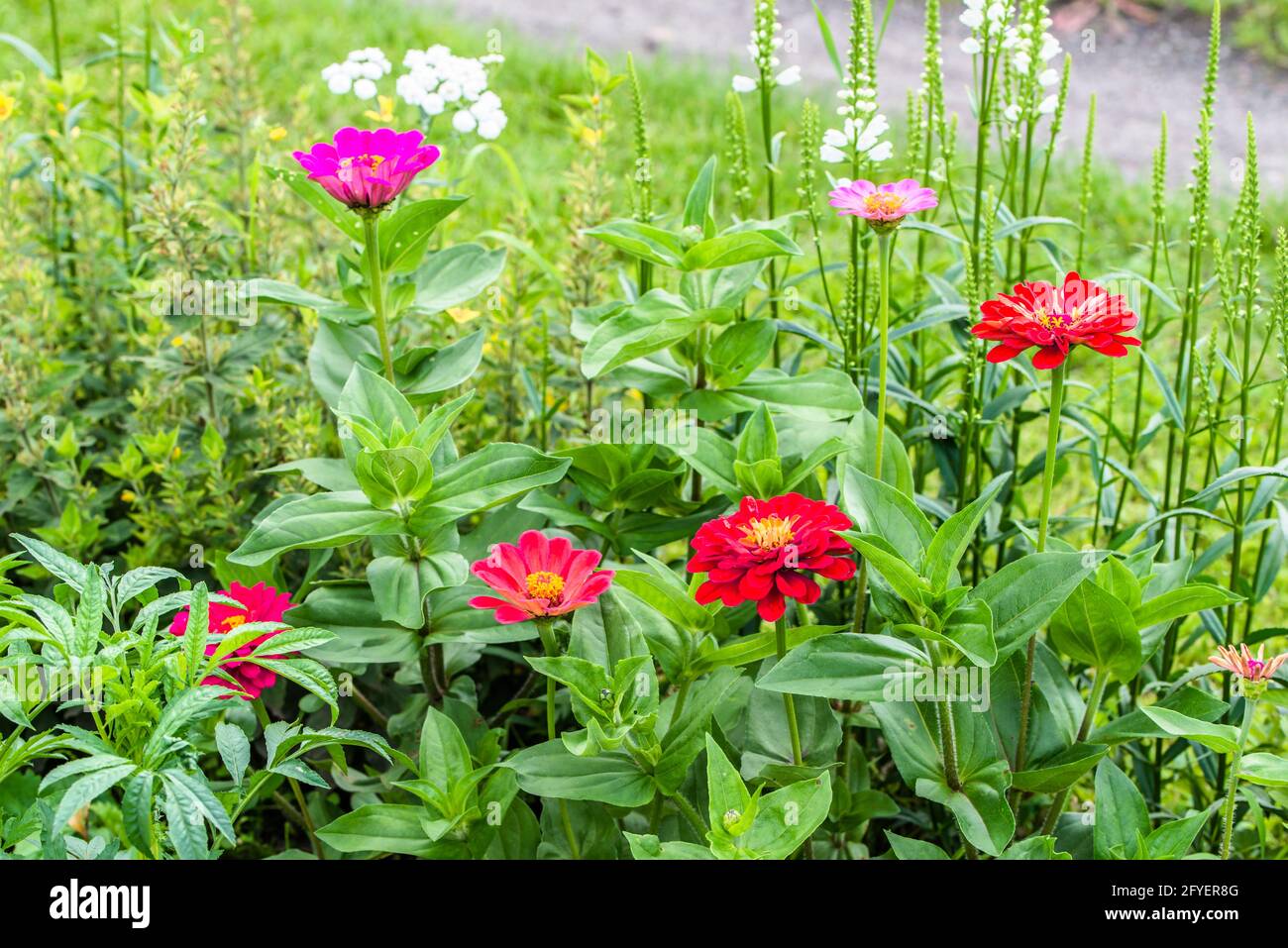 Zinnia flowers in the garden at summer time Stock Photo - Alamy