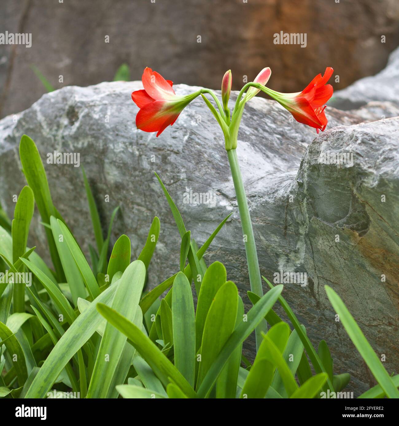 Beautiful red star lily (lilium concolor) in tje garden Stock Photo - Alamy