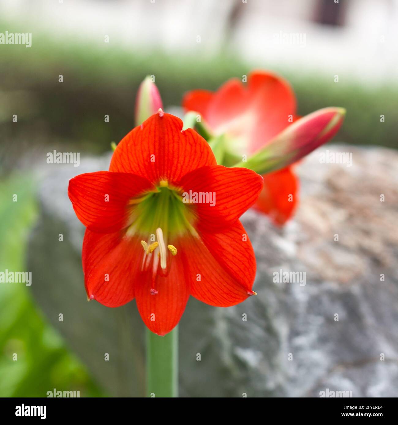 Beautiful red star lily (lilium concolor) in tje garden Stock Photo - Alamy
