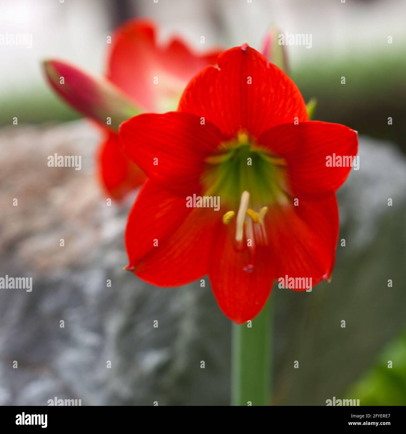 Lilium concolor hi-res stock photography and images - Alamy