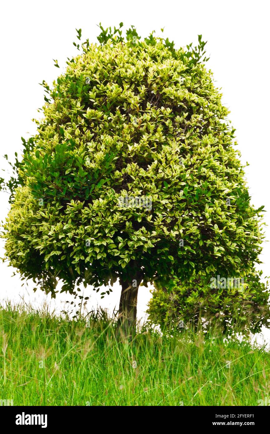 Green small bush on a green field Stock Photo - Alamy