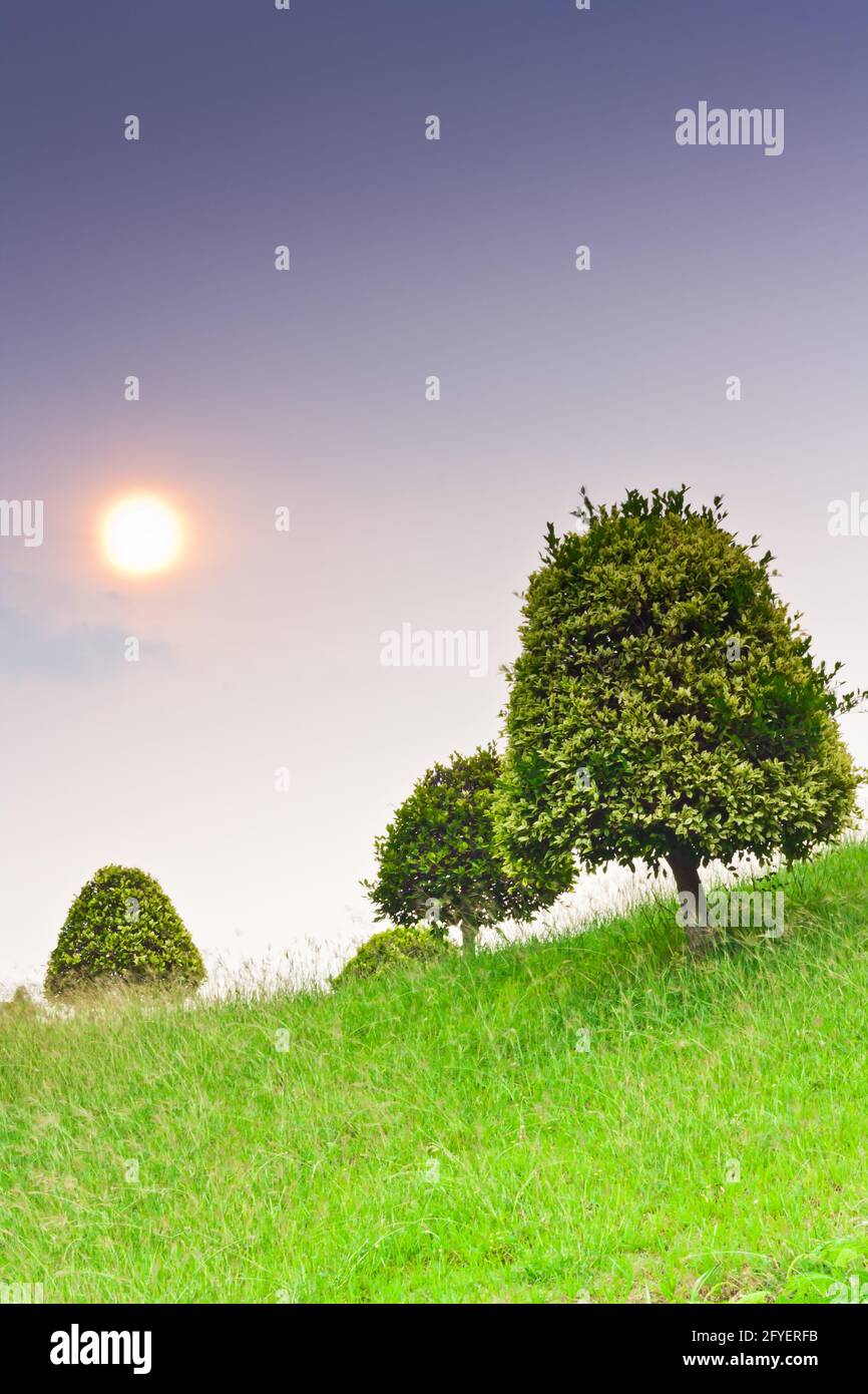 Green small bush on a green field Stock Photo - Alamy