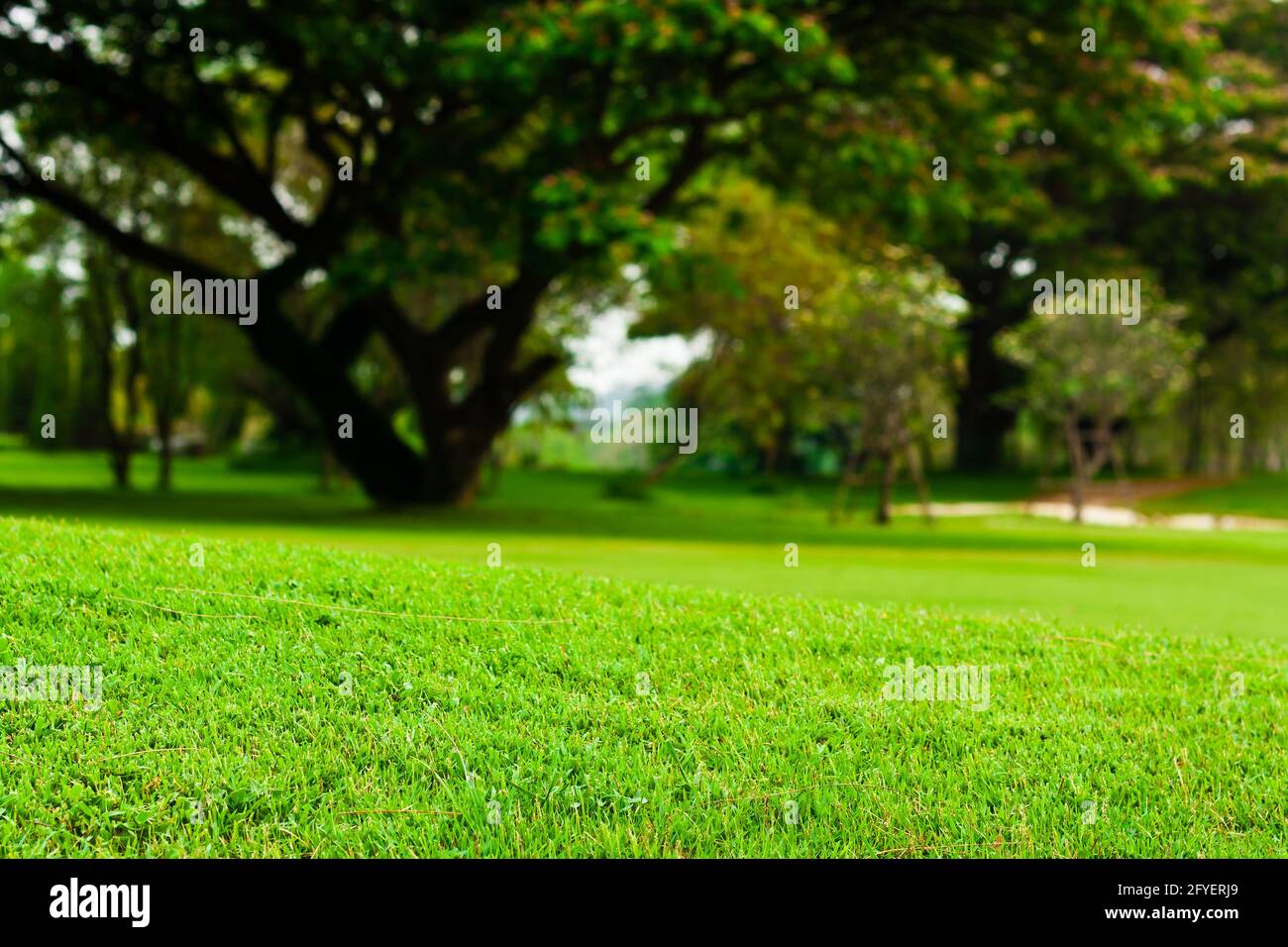 Landscape of a green field with trees Stock Photo - Alamy