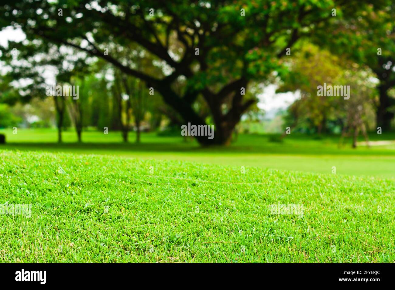 Landscape of a green field with trees Stock Photo - Alamy