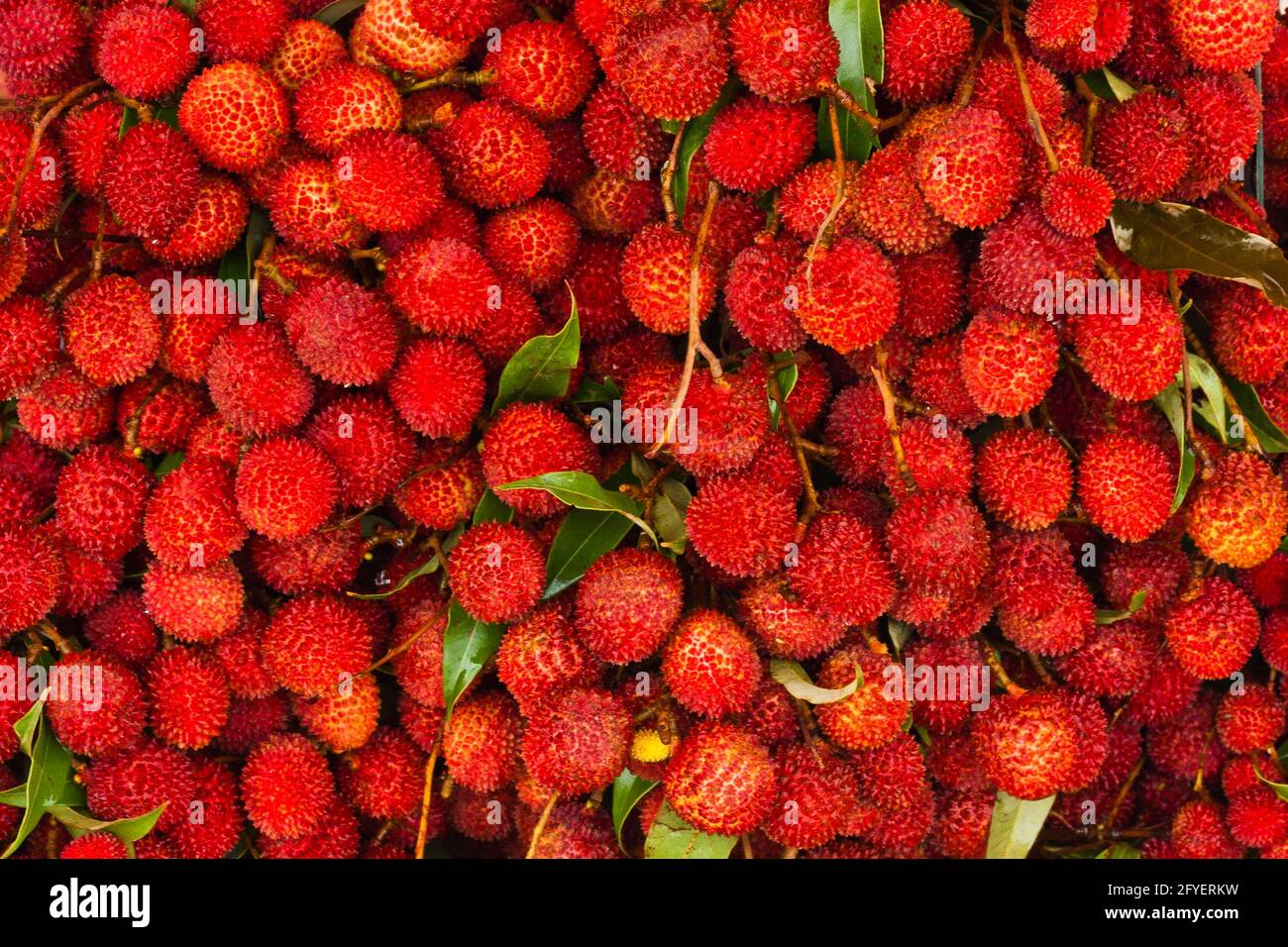Closeup of freshly produced bunch of ripe and delicious Lychee fruits ...
