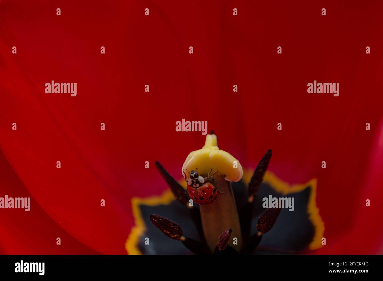 Ladybug inside a red tulip. Top view. Spring background. Selective ...