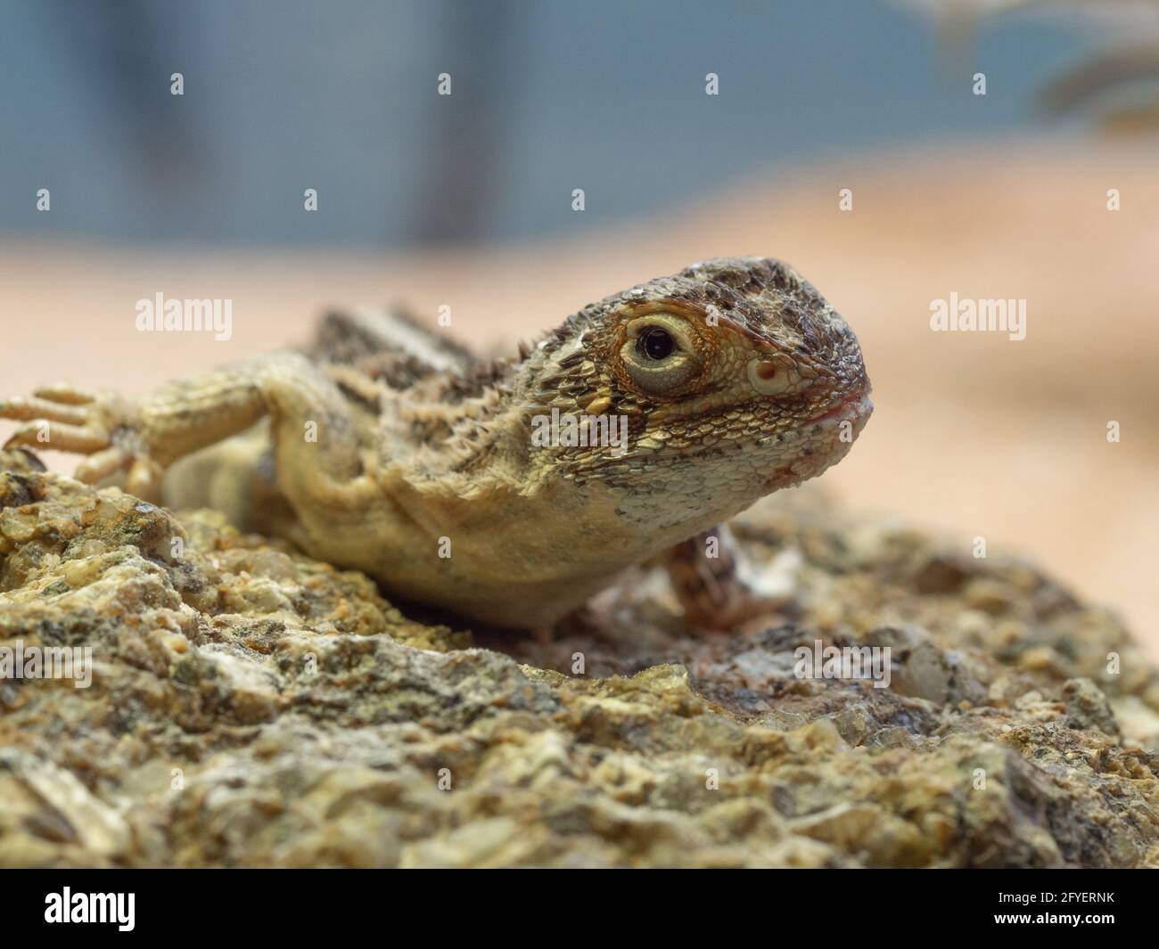 Earless dragon hi-res stock photography and images - Alamy
