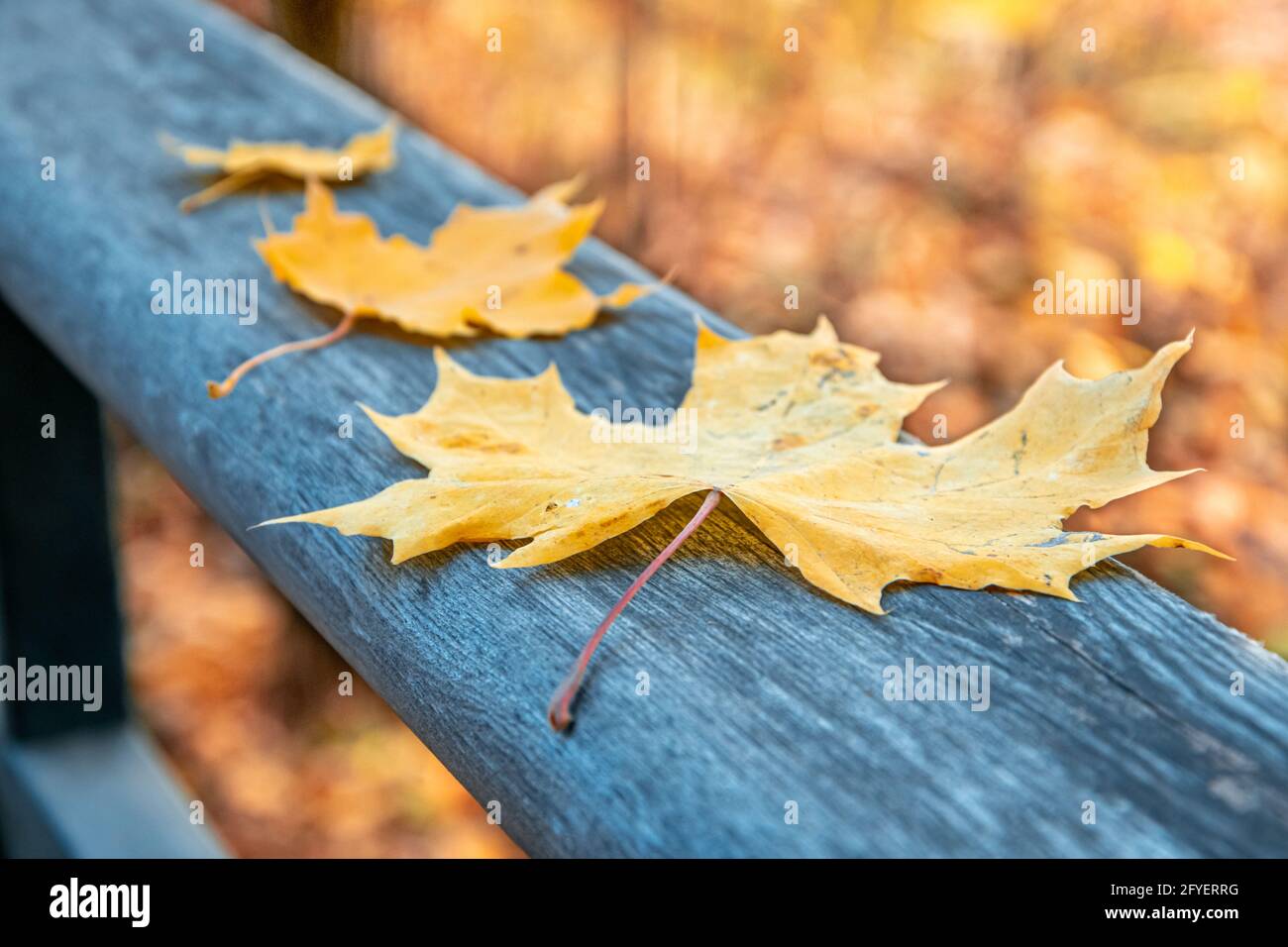 Yellow autumn maple leaves on the wooden railing of the pedestrian ...