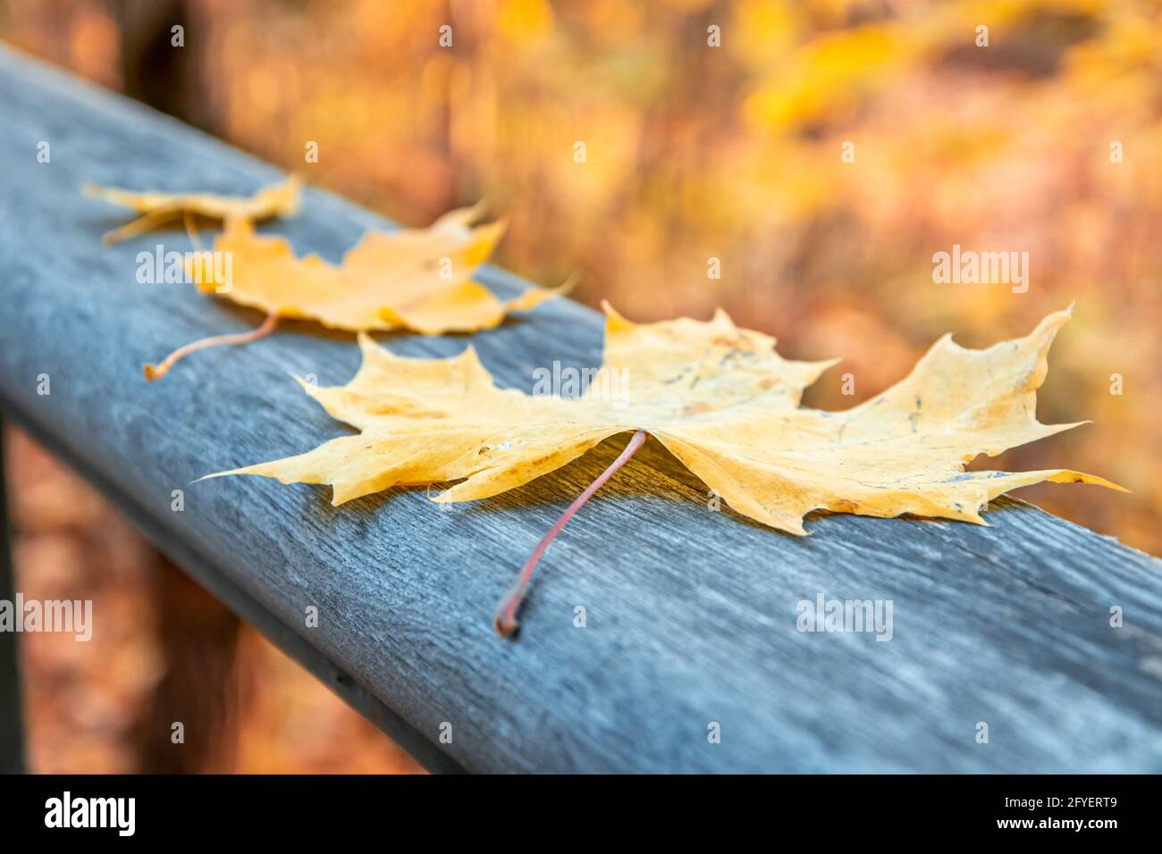 Yellow autumn maple leaves on the wooden railing of the pedestrian ...