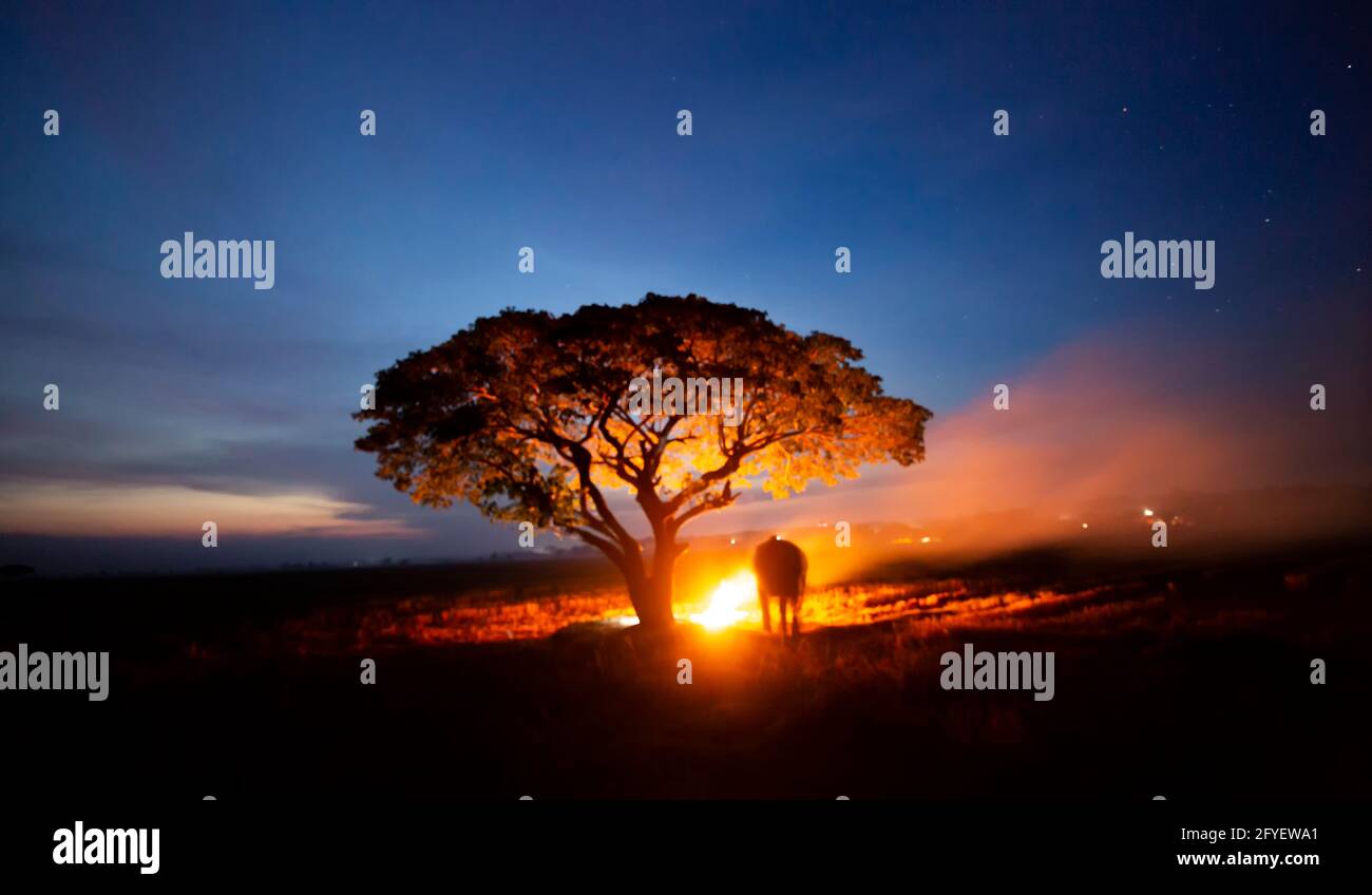 Sunset elephant hi-res stock photography and images - Alamy