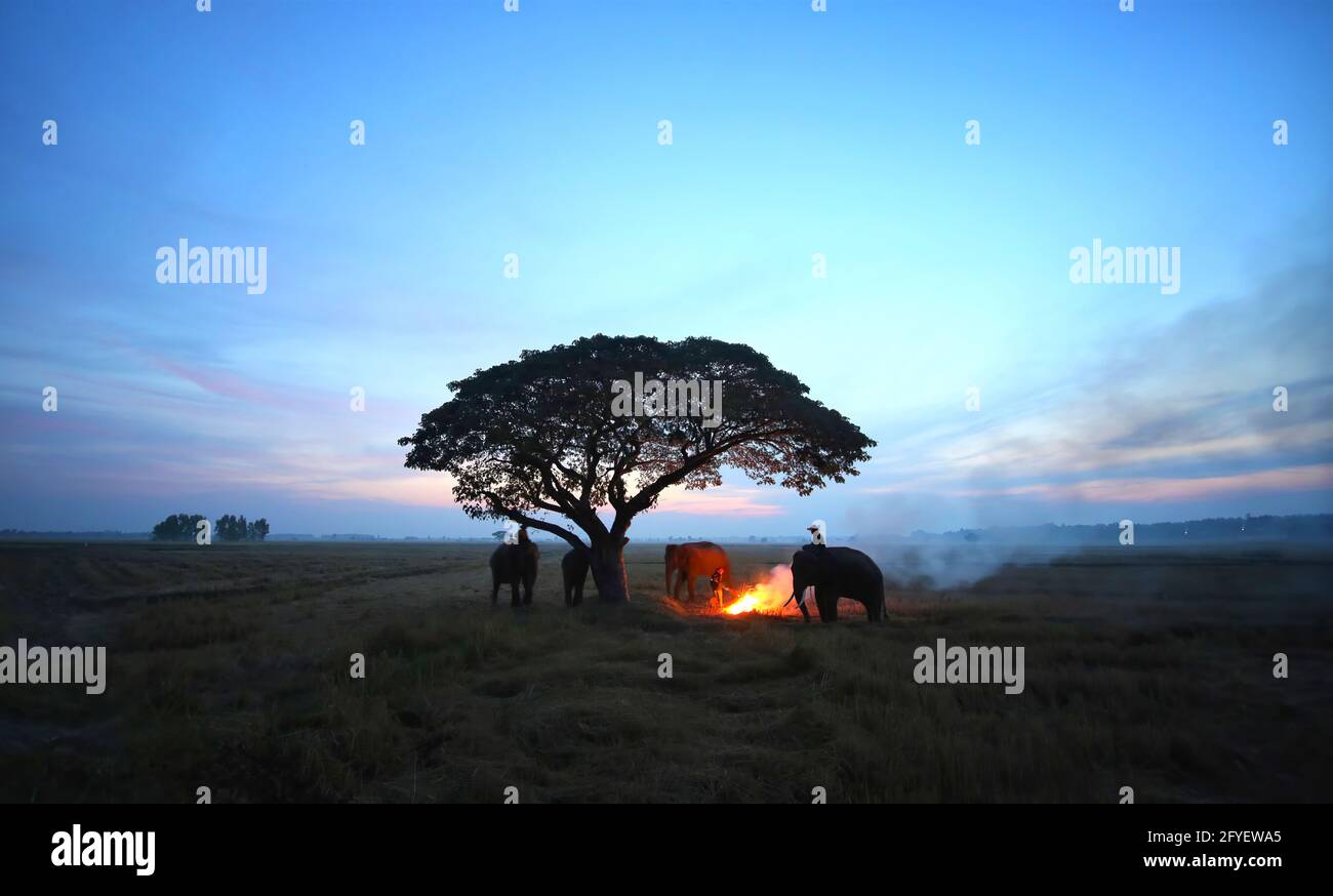 Sunset elephant hi-res stock photography and images - Alamy