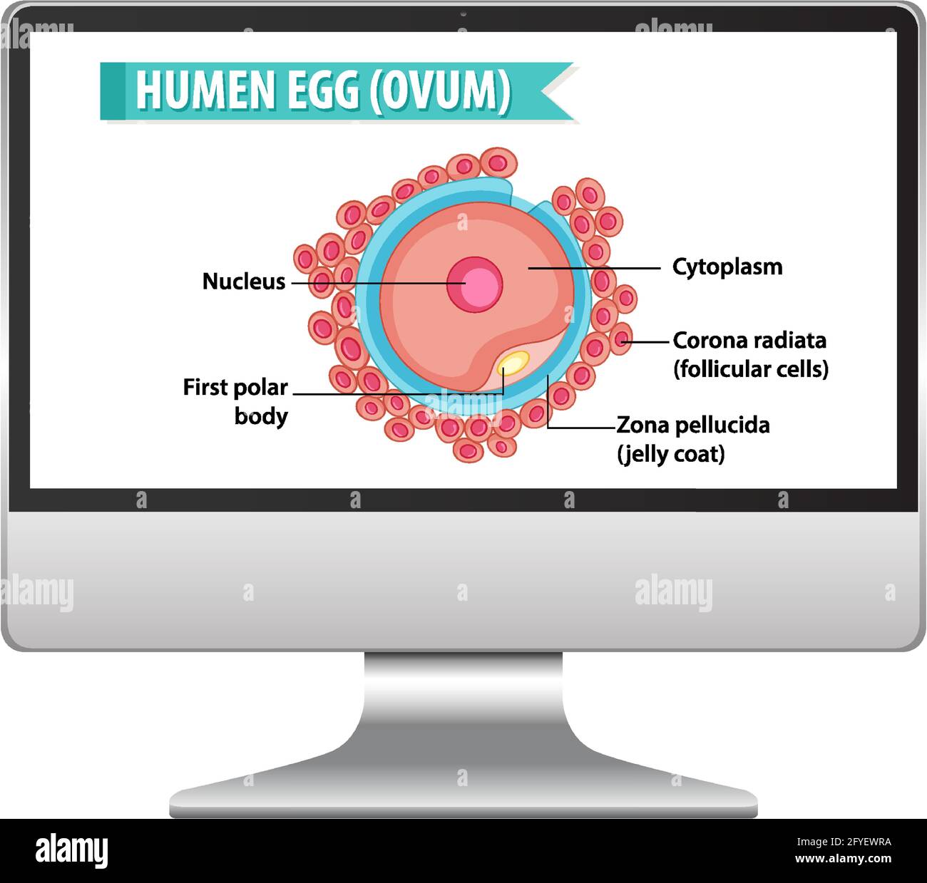 Human egg cell on computer desktop illustration Stock Vector Image ...
