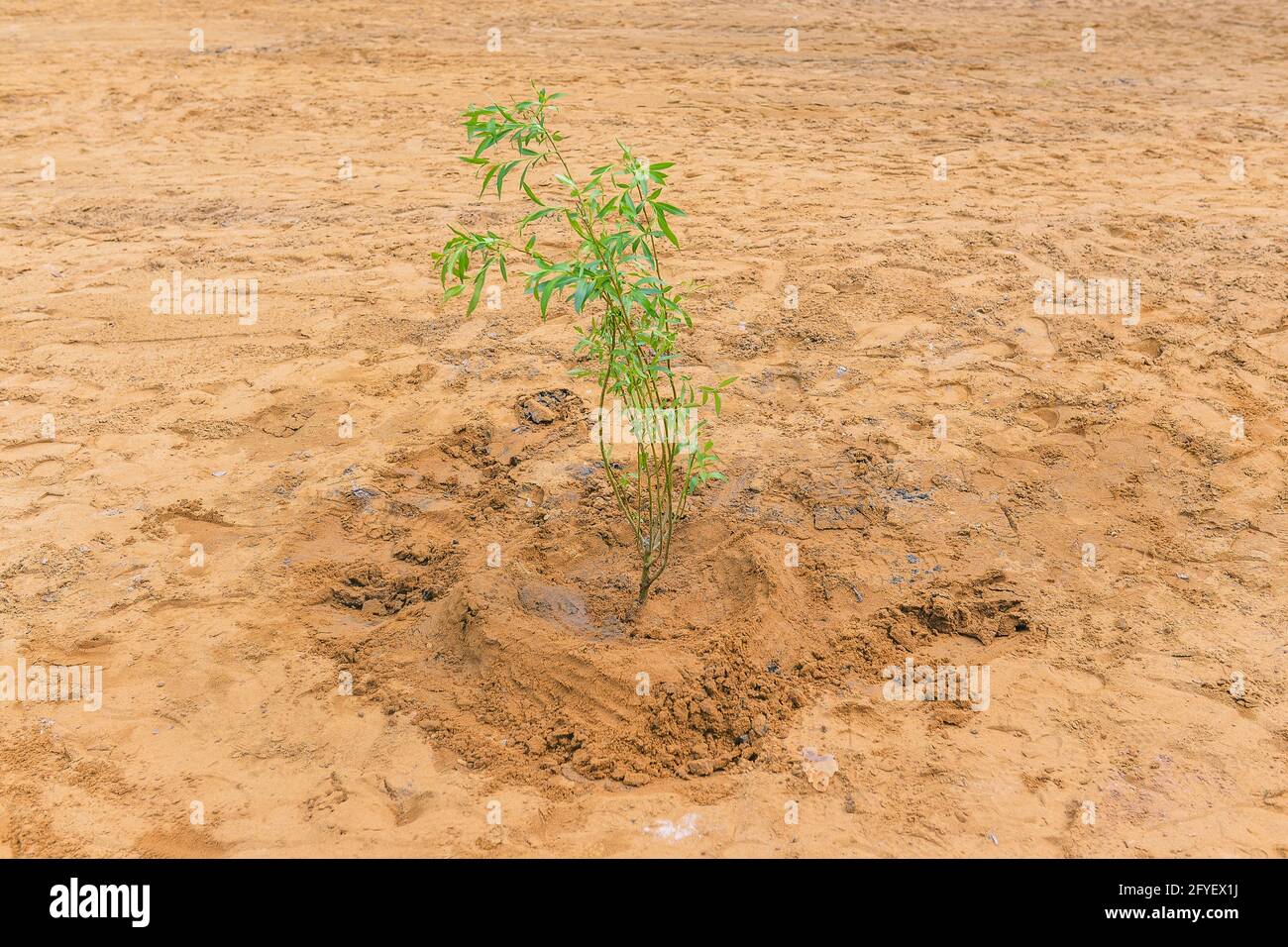 Young tree planted in the ground. Plant seedling and sand. Ecology and ...