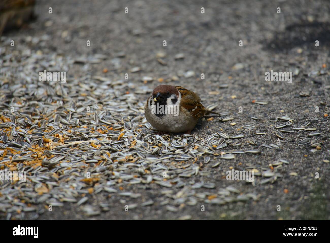 Fat Sparrow eating Seeds Stock Photo - Alamy