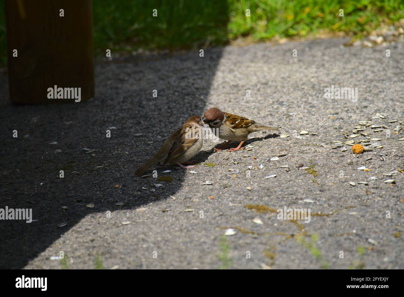 Adult Sparrow feeding his Brood with Seeds Stock Photo - Alamy