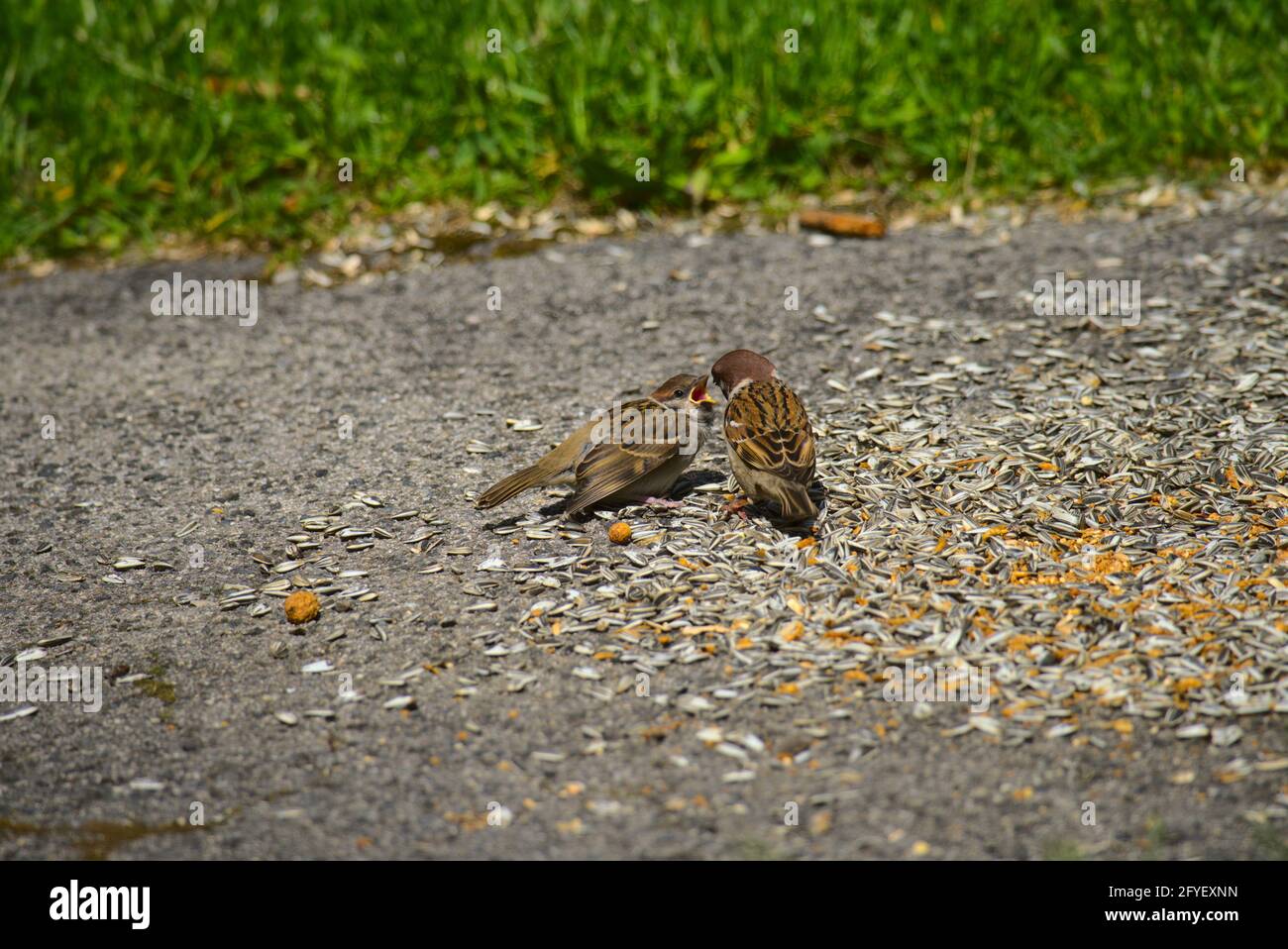 Adult Sparrow feeding his Brood with Seeds Stock Photo - Alamy