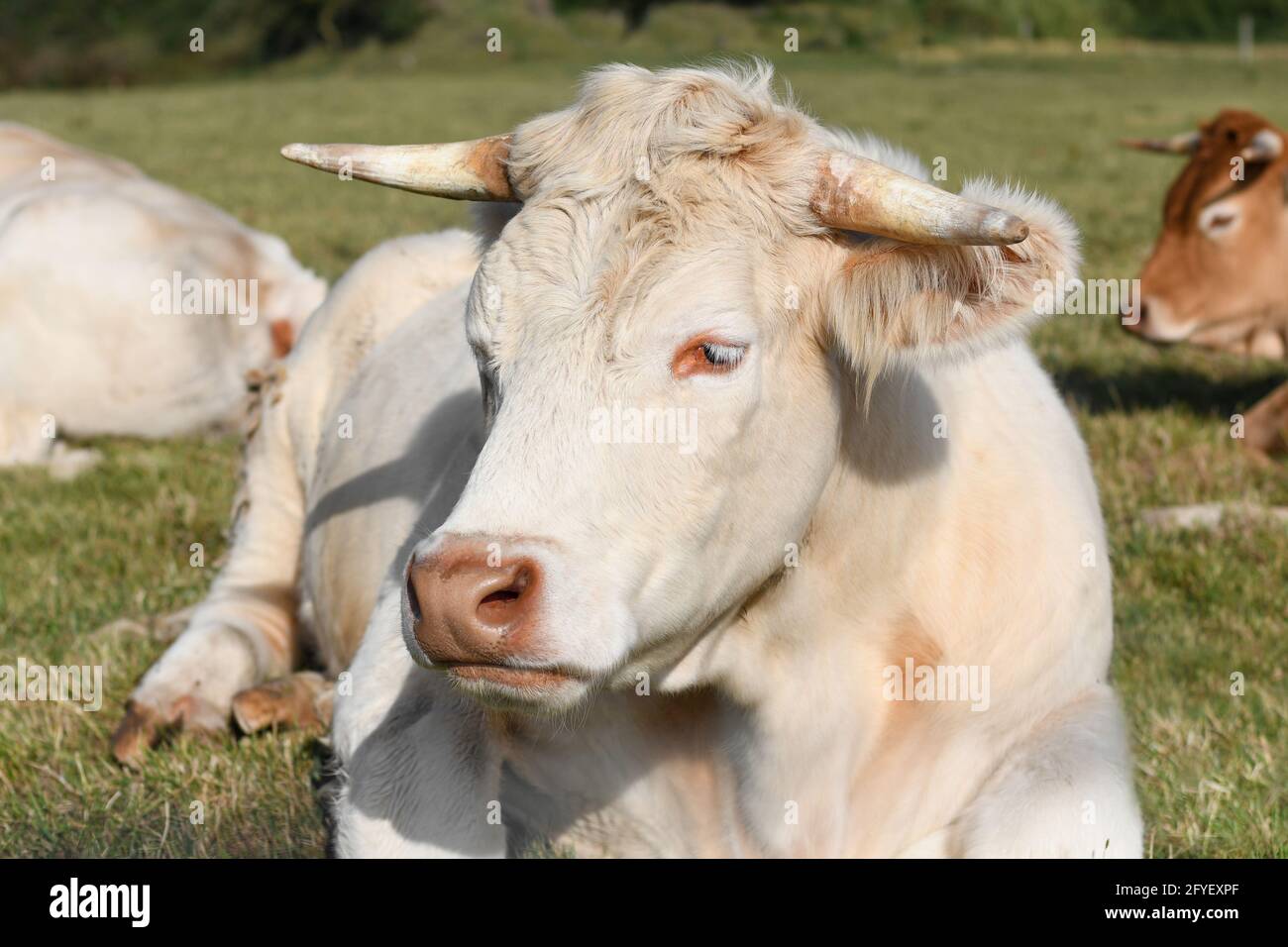 Alpine beige cow resting on the grass Stock Photo - Alamy