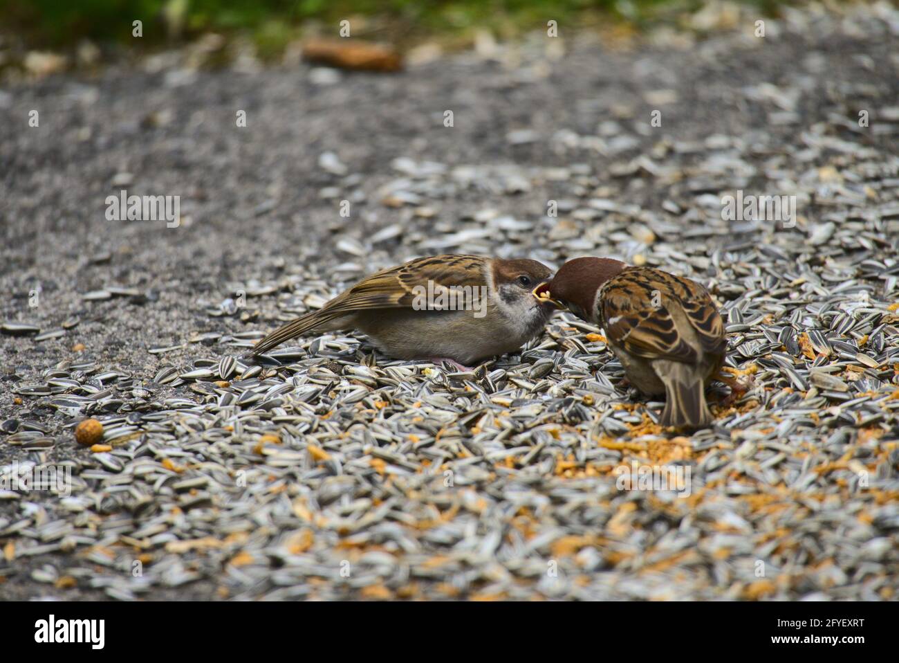 Adult Sparrow feeding his Brood with Seeds Stock Photo - Alamy