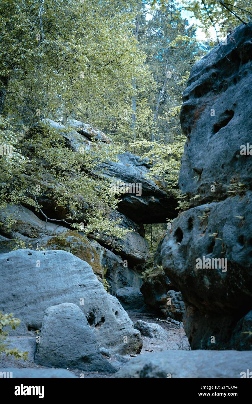 Vertical shot of overgrown rocks and trees with moss in a forest Stock ...