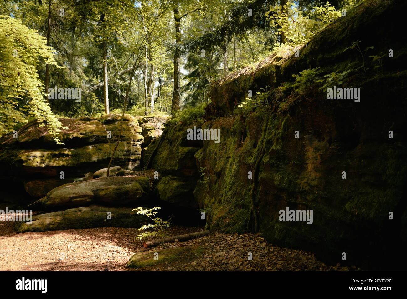 Closeup shot of overgrown rocks and trees with moss in a forest Stock ...