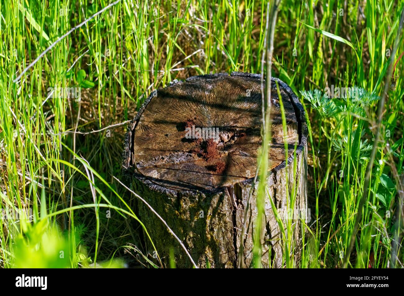 Wildlife tall tree stump hi-res stock photography and images - Alamy