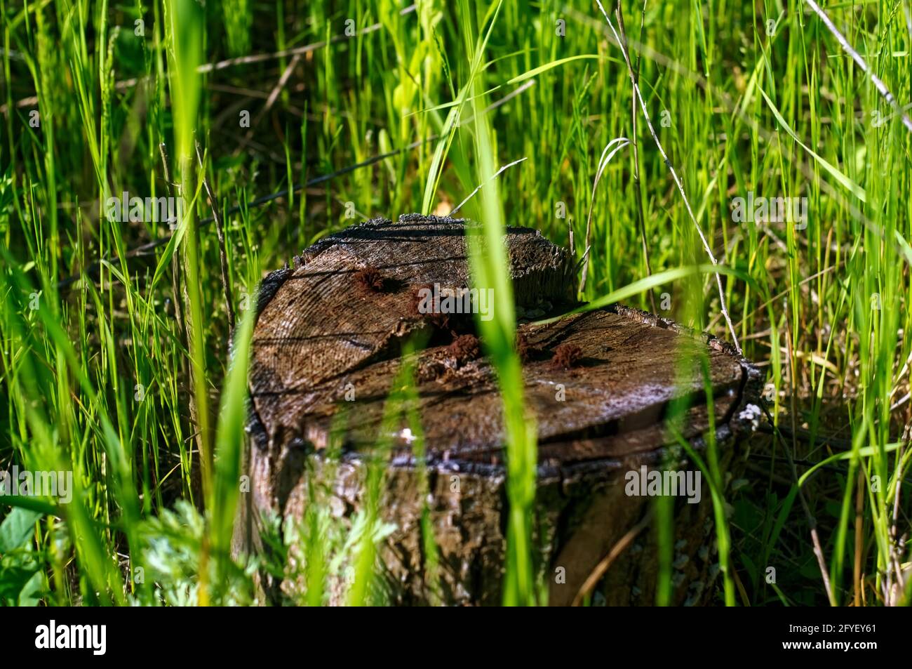 Wildlife tall tree stump hi-res stock photography and images - Alamy