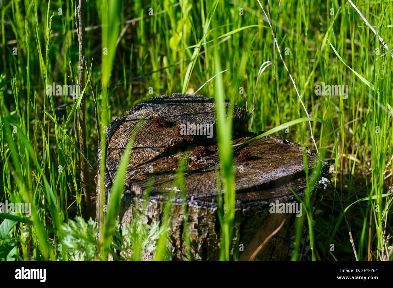 Wildlife tall tree stump hi-res stock photography and images - Alamy