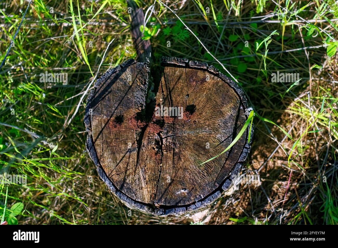 Wildlife tall tree stump hi-res stock photography and images - Alamy