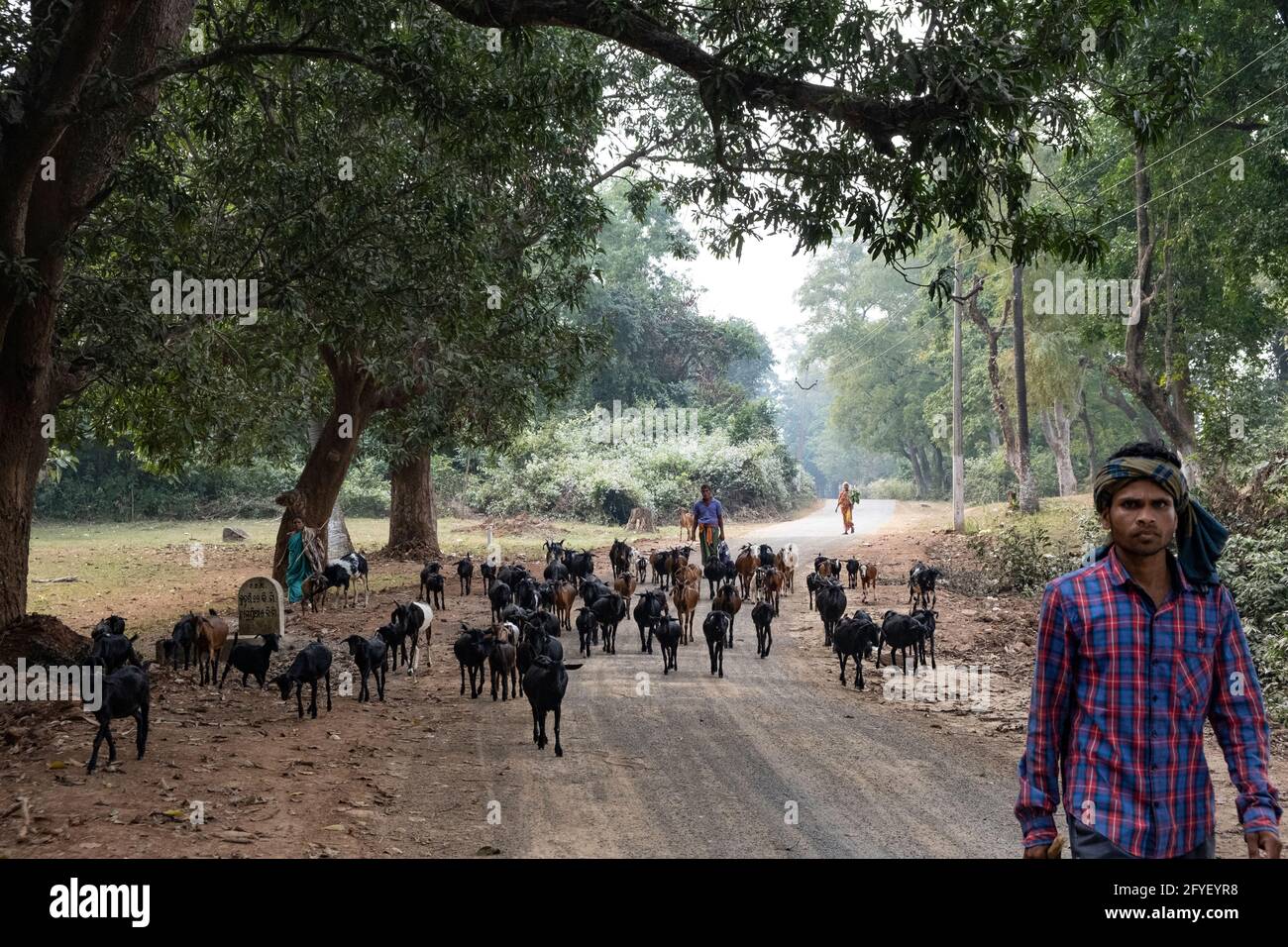 Goat herders in a rural village road in Odisha Stock Photo - Alamy